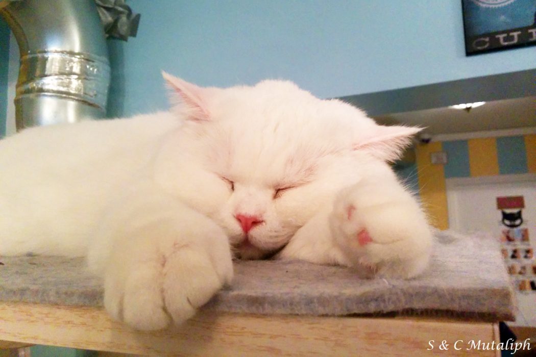 Chat Mallows Café, le bar à chats – Paris – La Paire de Jumelles